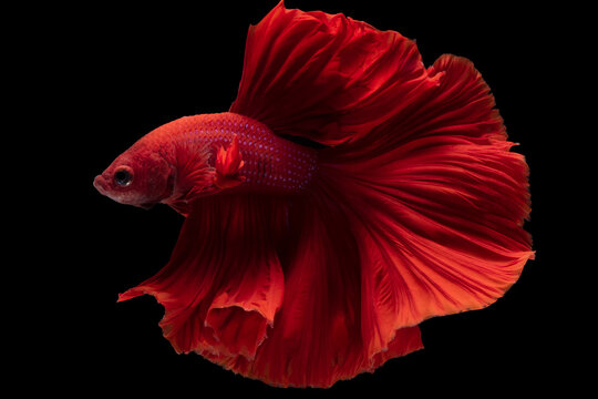 "Fish On Black Background" Images – Browse 285 Stock Photos, Vectors ...