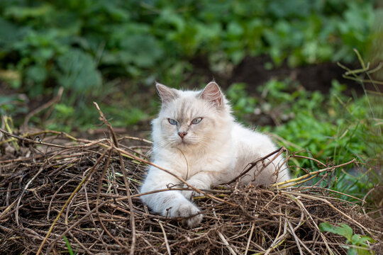 รูปภาพCatling – เลือกดูภาพถ่ายสต็อก เวกเตอร์ และวิดีโอ1,992 | Adobe Stock