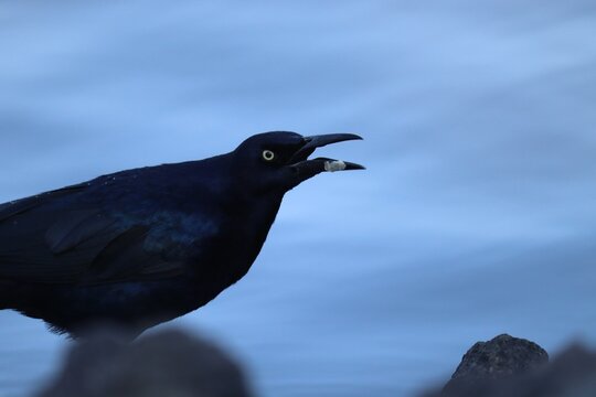 Imágenes de Zanate: descubre bancos de fotos, ilustraciones, vectores y ...