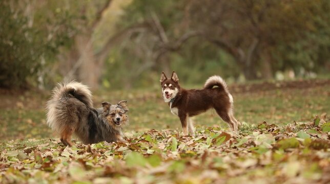 Pomsky bilder – Bläddra bland 813 stockfoton, vektorer och videor ...