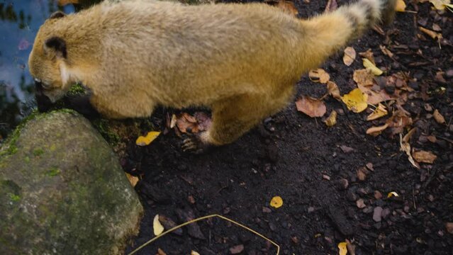 Pisote Images – Browse 24,871 Stock Photos, Vectors, and Video | Adobe ...