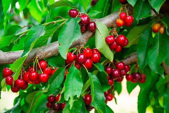 Imágenes de Guinda: descubre bancos de fotos, ilustraciones, vectores y ...