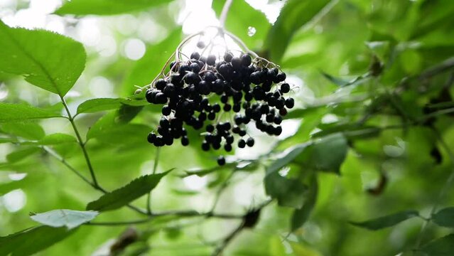 Imágenes de Tapiro: descubre bancos de fotos, ilustraciones, vectores y ...