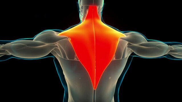 Muscular Trapezius