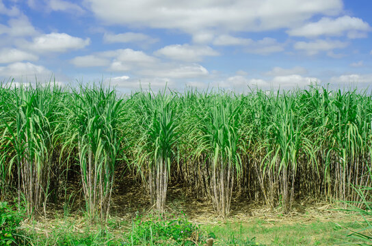 Sugar Cane Field Hd