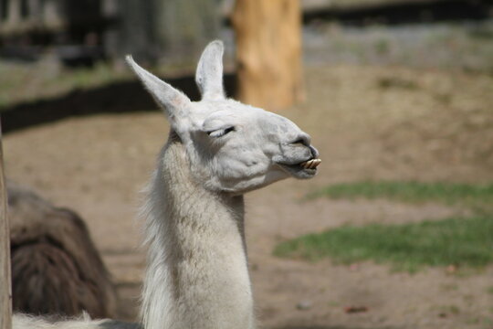 Toujours Bilder – Durchsuchen 416 Archivfotos, Vektorgrafiken und ...