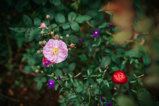 "Mini Rose" Images – Browse 291 Stock Photos, Vectors, and Video ...