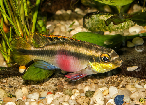 「Meon」の写真素材 | 264件の無料イラスト画像 | Adobe Stock