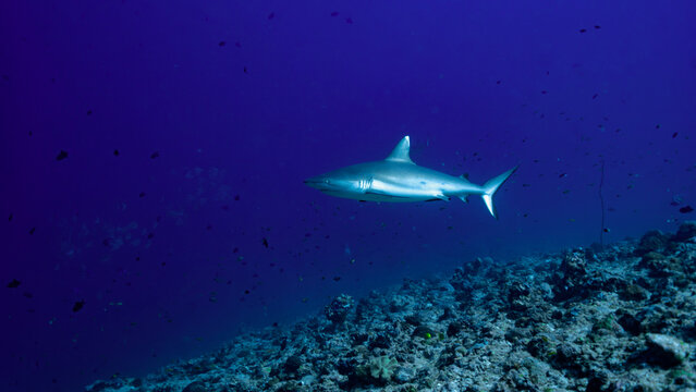 "Reef Shark" Images – Browse 3,543 Stock Photos, Vectors, and Video ...