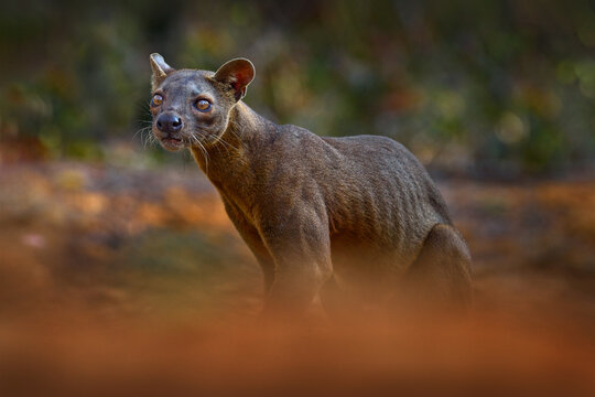 รูปภาพFosa – เลือกดูภาพถ่ายสต็อก เวกเตอร์ และวิดีโอ1,569 | Adobe Stock