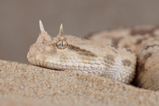 รูปภาพSquamates – เลือกดูภาพถ่ายสต็อก เวกเตอร์ และวิดีโอ12,204 | Adobe ...