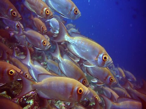 รูปภาพ"Bug-Eyed – เลือกดูภาพถ่ายสต็อก เวกเตอร์ และวิดีโอ1,050 | Adobe Stock