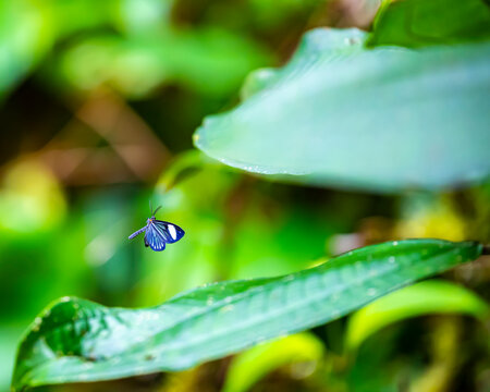 รูปภาพGlasswing – เลือกดูภาพถ่ายสต็อก เวกเตอร์ และวิดีโอ1,021 | Adobe Stock