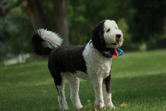 Afbeeldingen over Sheepadoodle – Blader in stockfoto's, vectoren en ...