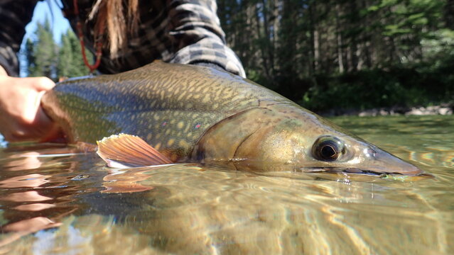 Brook Trout Scales Images – Browse 223 Stock Photos, Vectors, and Video ...