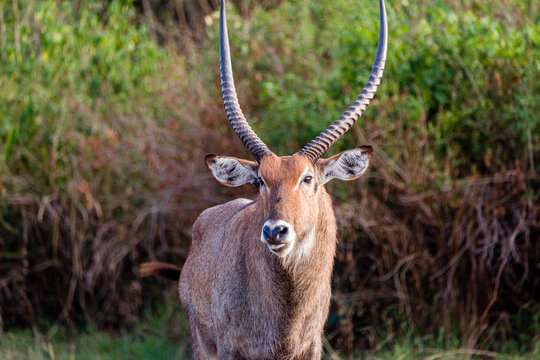 Waterbok Bilder – Durchsuchen 12,024 Archivfotos, Vektorgrafiken und ...