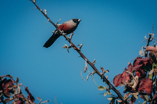 "Syn Bilder – Durchsuchen 4,334 Archivfotos, Vektorgrafiken und Videos ...