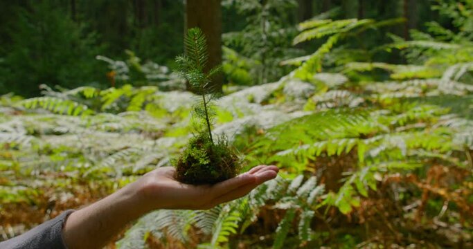 Afforestation Images – Browse 14,683 Stock Photos, Vectors, and Video ...