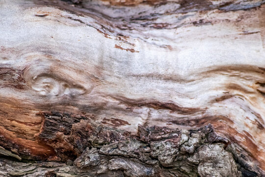 "Tree Bark Close Up" Images – Browse 166 Stock Photos, Vectors, and ...