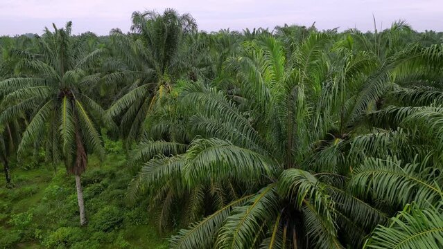 "Oil Palm" Images – Browse 7,949 Stock Photos, Vectors, and Video ...