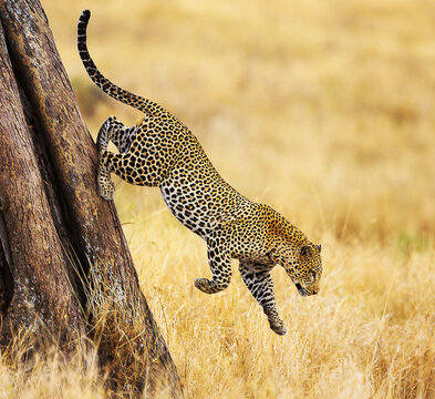 Cheeter Изображения: просматривайте стоковые фотографии, векторные ...