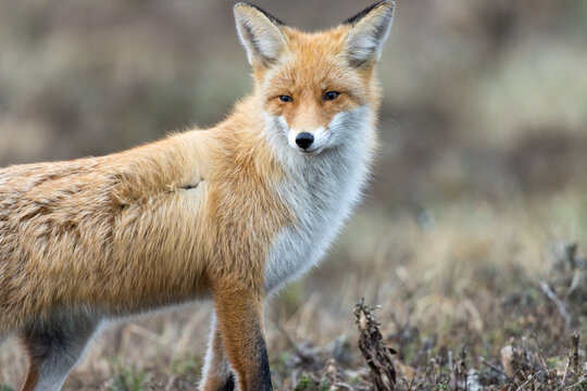 "Furry Animal" Bilder – Durchsuchen 5,685 Archivfotos, Vektorgrafiken ...