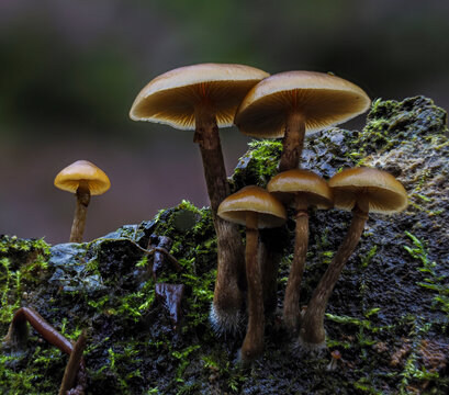 Imágenes de Destruenten: descubre bancos de fotos, ilustraciones ...