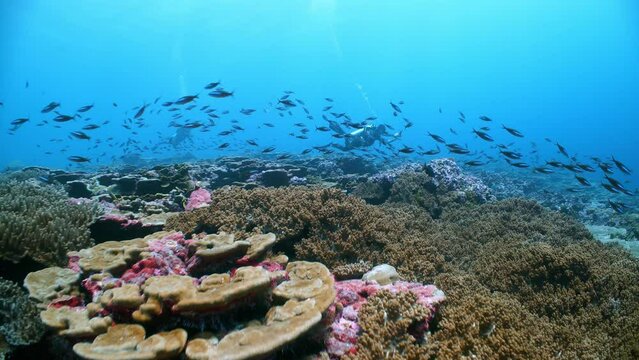 Imágenes de Reefscape: descubre bancos de fotos, ilustraciones ...