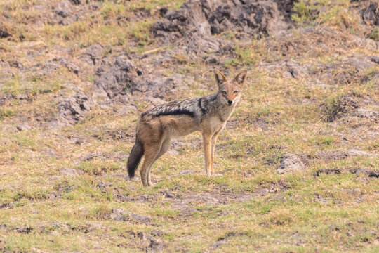 Koyote Bilder – Durchsuchen 21 Archivfotos, Vektorgrafiken und Videos ...