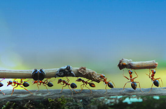 Ants Working Together As A Team