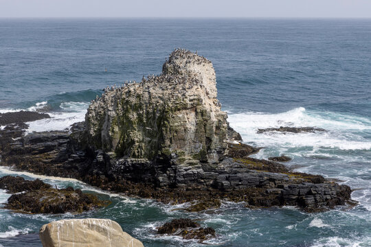 Imagens de "Punta De Lobos" – Explore Fotografias do Stock, Vetores e ...