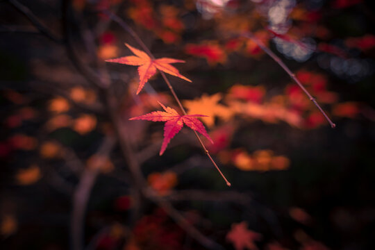 Dinusha photos, images, assets | Adobe Stock