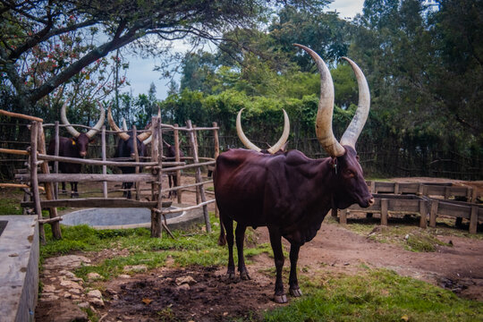 Inyambo Images – Browse 11 Stock Photos, Vectors, and Video | Adobe Stock