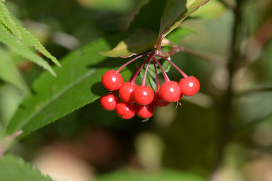 Spiceberry Bilder – Durchsuchen 3,300 Archivfotos, Vektorgrafiken und ...