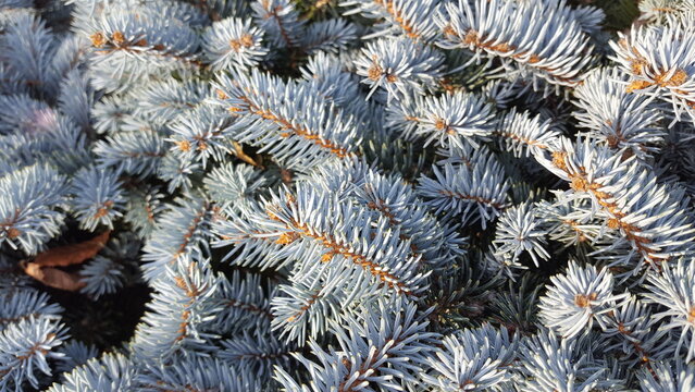 Blautanne bilder – Bläddra bland 276 stockfoton, vektorer och videor ...