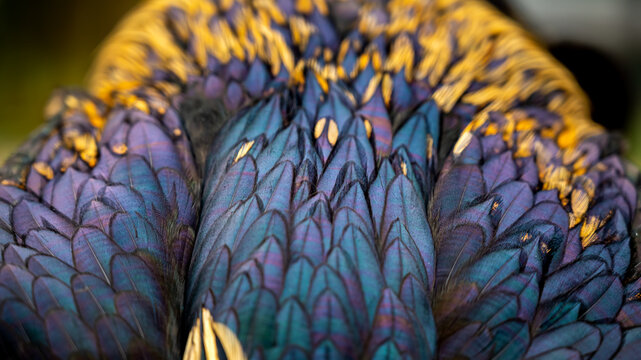 รูปภาพSeval – เลือกดูภาพถ่ายสต็อก เวกเตอร์ และวิดีโอ81 | Adobe Stock