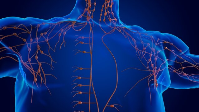 Lymphen Bilder – Durchsuchen 16,676 Archivfotos, Vektorgrafiken und ...