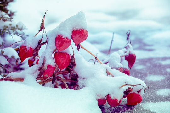 Judenkirsche Bilder – Durchsuchen 41,631 Archivfotos, Vektorgrafiken ...