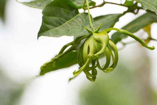 "Perfume Tree" Images – Browse 152 Stock Photos, Vectors, and Video ...