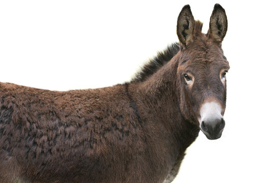 "Brown Donkey" Images – Browse 208 Stock Photos, Vectors, and Video ...