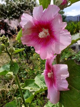 Malvarosa Images – Browse 106 Stock Photos, Vectors, and Video | Adobe ...