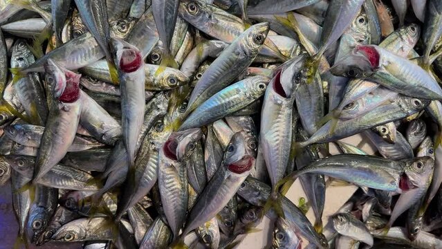 "Silver Fish" Bilder – Durchsuchen 2,313 Archivfotos, Vektorgrafiken ...