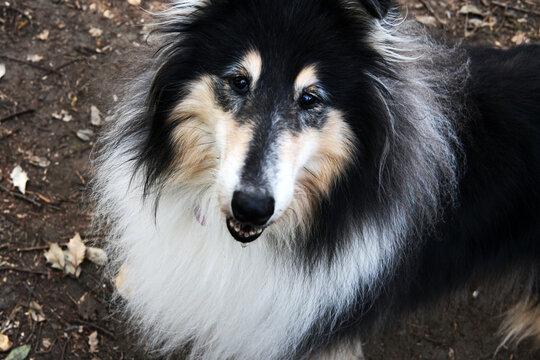Afbeeldingen over "Lassie Dog" – Blader in stockfoto's, vectoren en ...