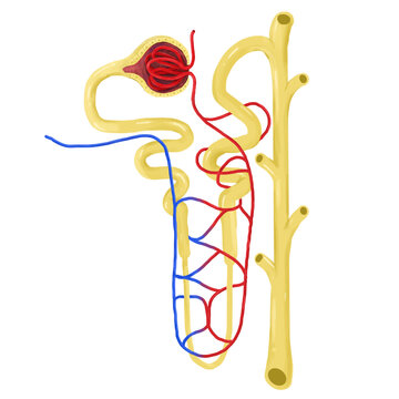 Labeled Nephron