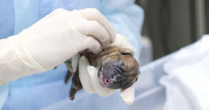 "Cesarean Section" Images – Browse 986 Stock Photos, Vectors, and Video ...