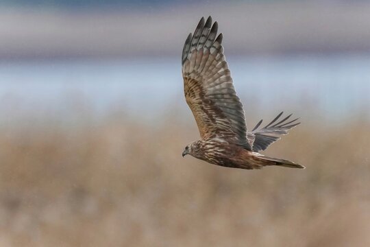 "Eastern Marsh Harrier" Images – Browse 176 Stock Photos, Vectors, and ...