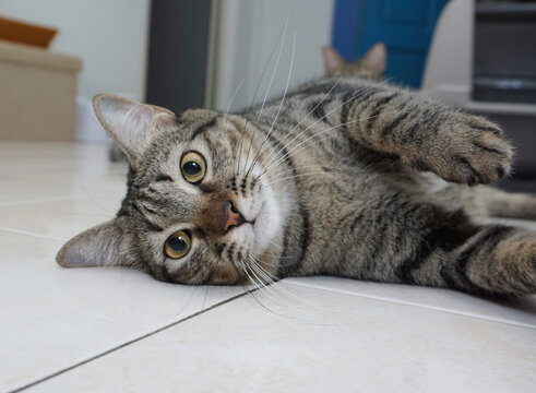 รูปภาพ"Lazy Cat" – เลือกดูภาพถ่ายสต็อก เวกเตอร์ และวิดีโอ1,121 | Adobe ...