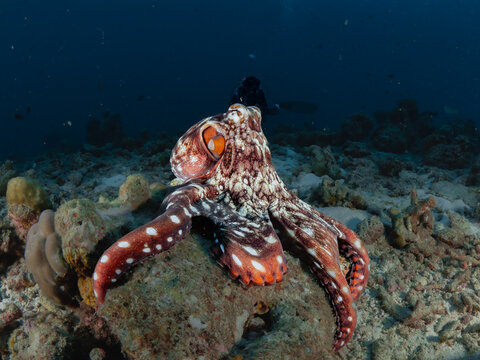 「Oktopus」の写真素材 | 2,492件の無料イラスト画像 | Adobe Stock