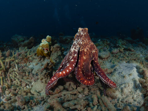 รูปภาพOktopus – เลือกดูภาพถ่ายสต็อก เวกเตอร์ และวิดีโอ2,476 | Adobe Stock