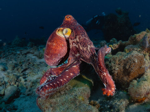 รูปภาพOktopus – เลือกดูภาพถ่ายสต็อก เวกเตอร์ และวิดีโอ2,476 | Adobe Stock